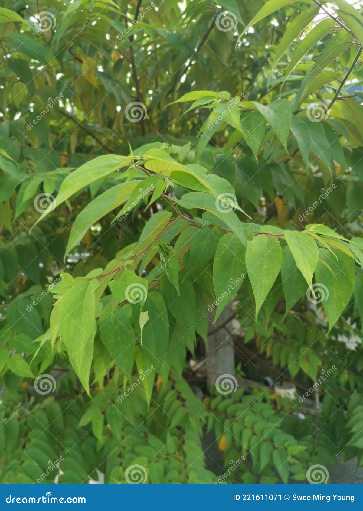 Wild Trema Orientalis Tree Growing My the Roadside. Stock Image - Image ...