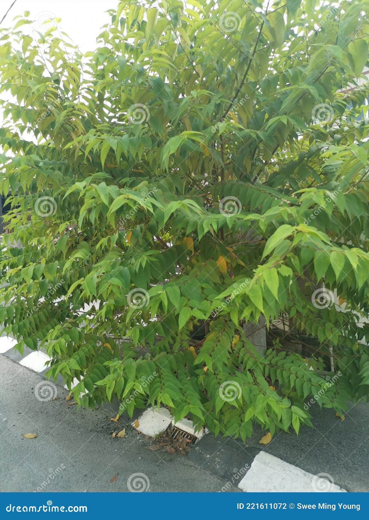 Wild Trema Orientalis Tree Growing My the Roadside. Stock Photo - Image ...
