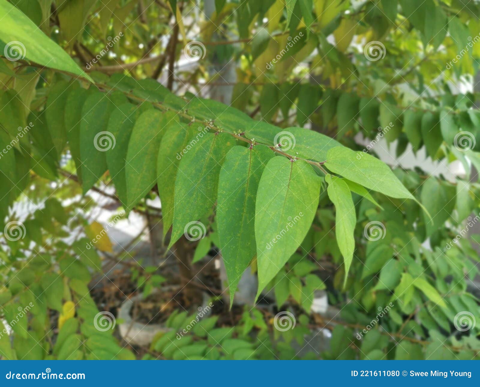 Wild Trema Orientalis Tree Growing My the Roadside. Stock Photo - Image ...