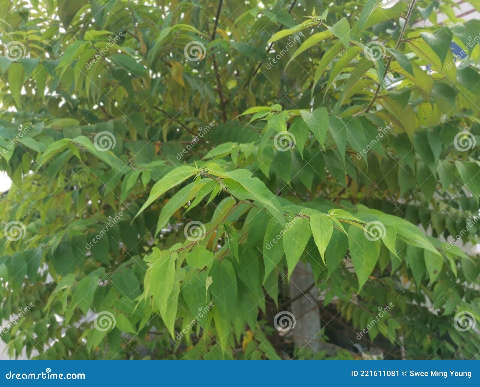 Wild Trema Orientalis Tree Growing My the Roadside. Stock Image - Image ...