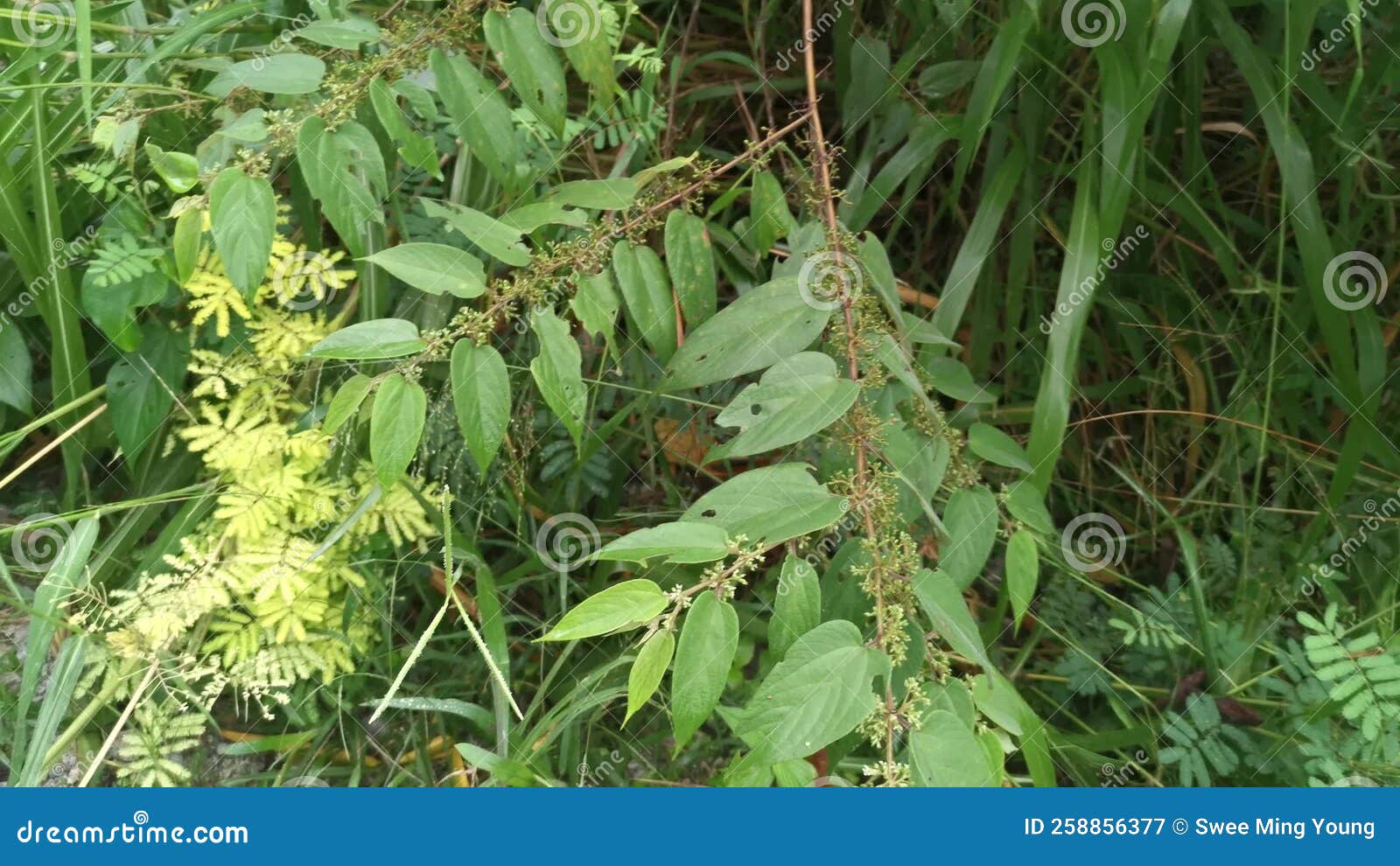 Wild Trema Orientalis Tree Plant in the Forest Stock Video - Video of ...