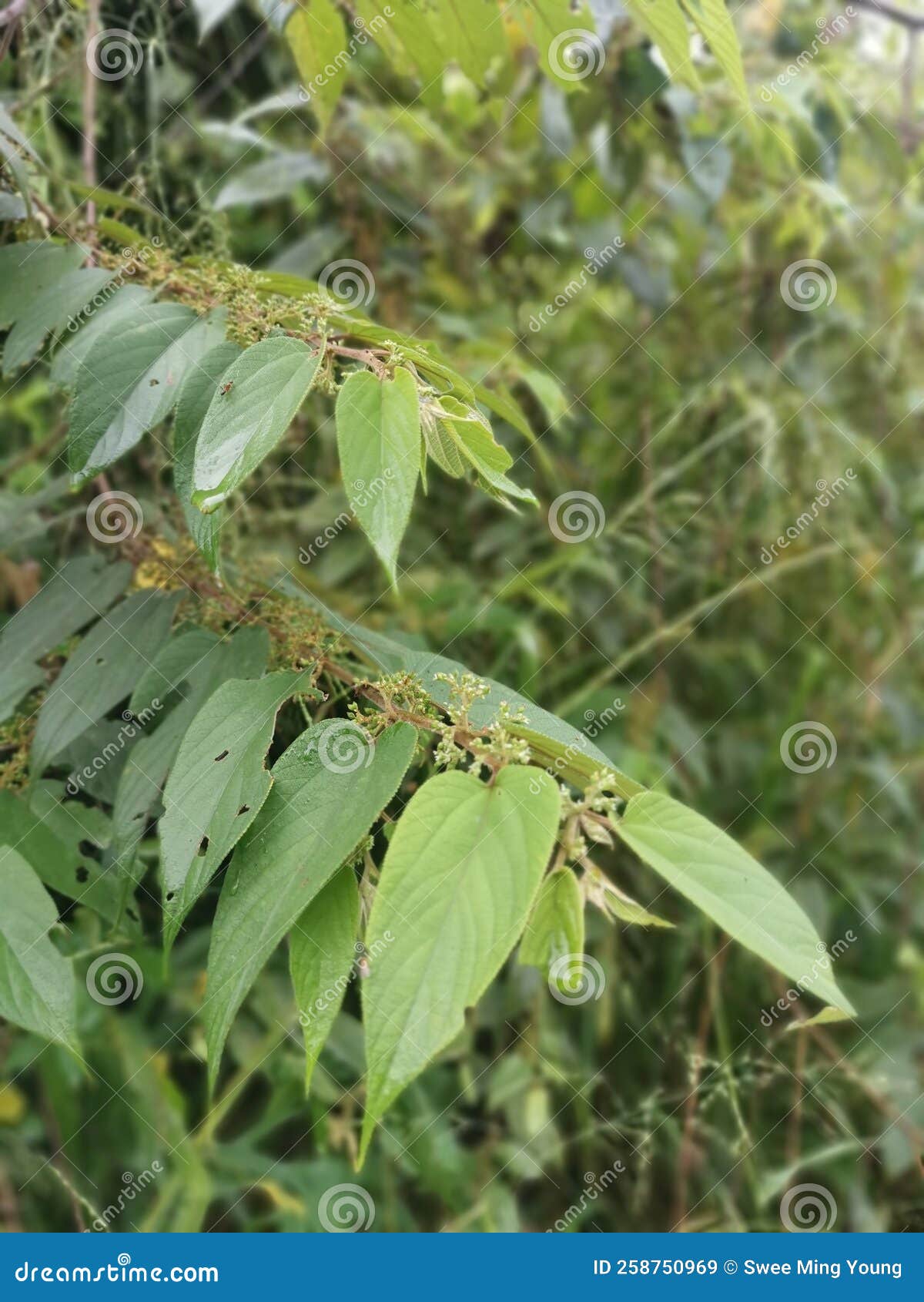 Wild Trema Orientalis Tree Plant in the Forest Stock Image - Image of ...