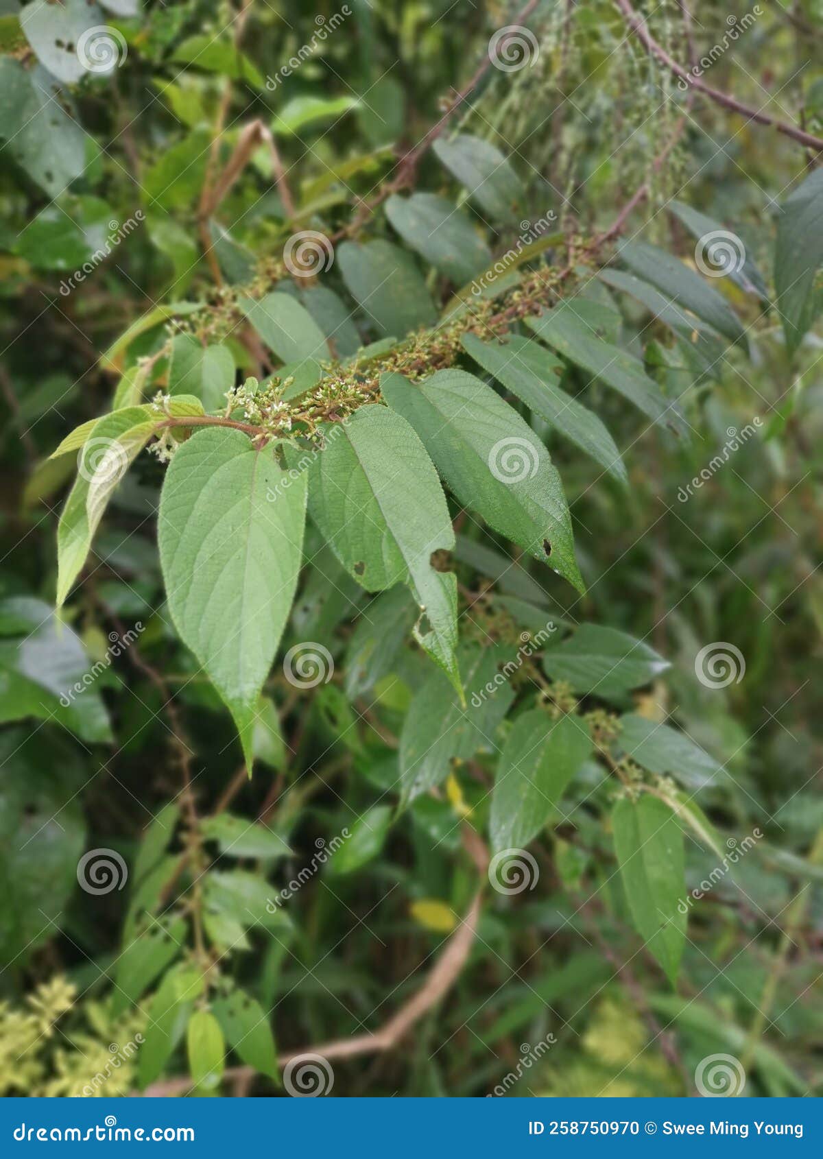 Wild Trema Orientalis Tree Plant in the Forest Stock Photo - Image of ...
