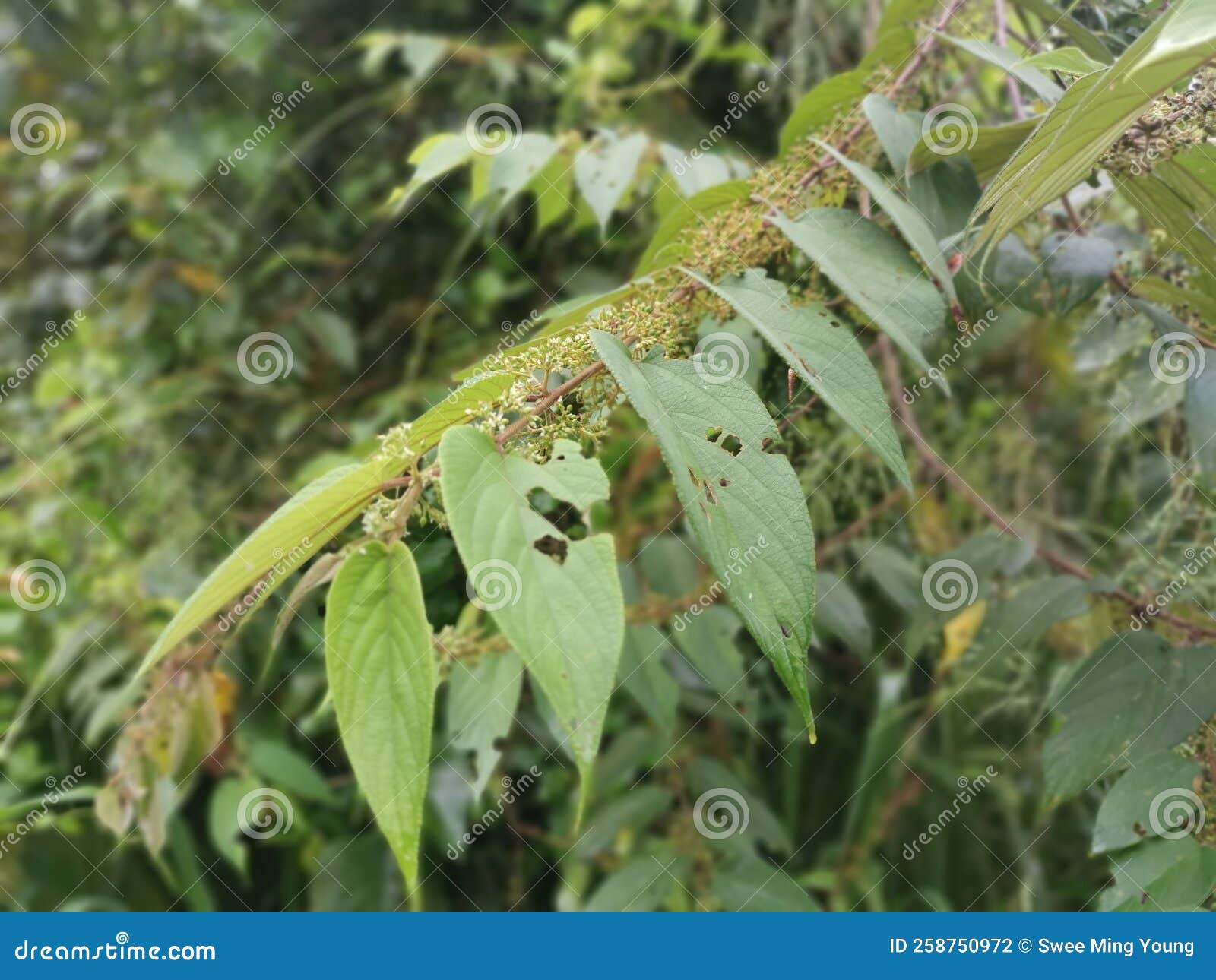 Wild Trema Orientalis Tree Plant in the Forest Stock Photo - Image of ...