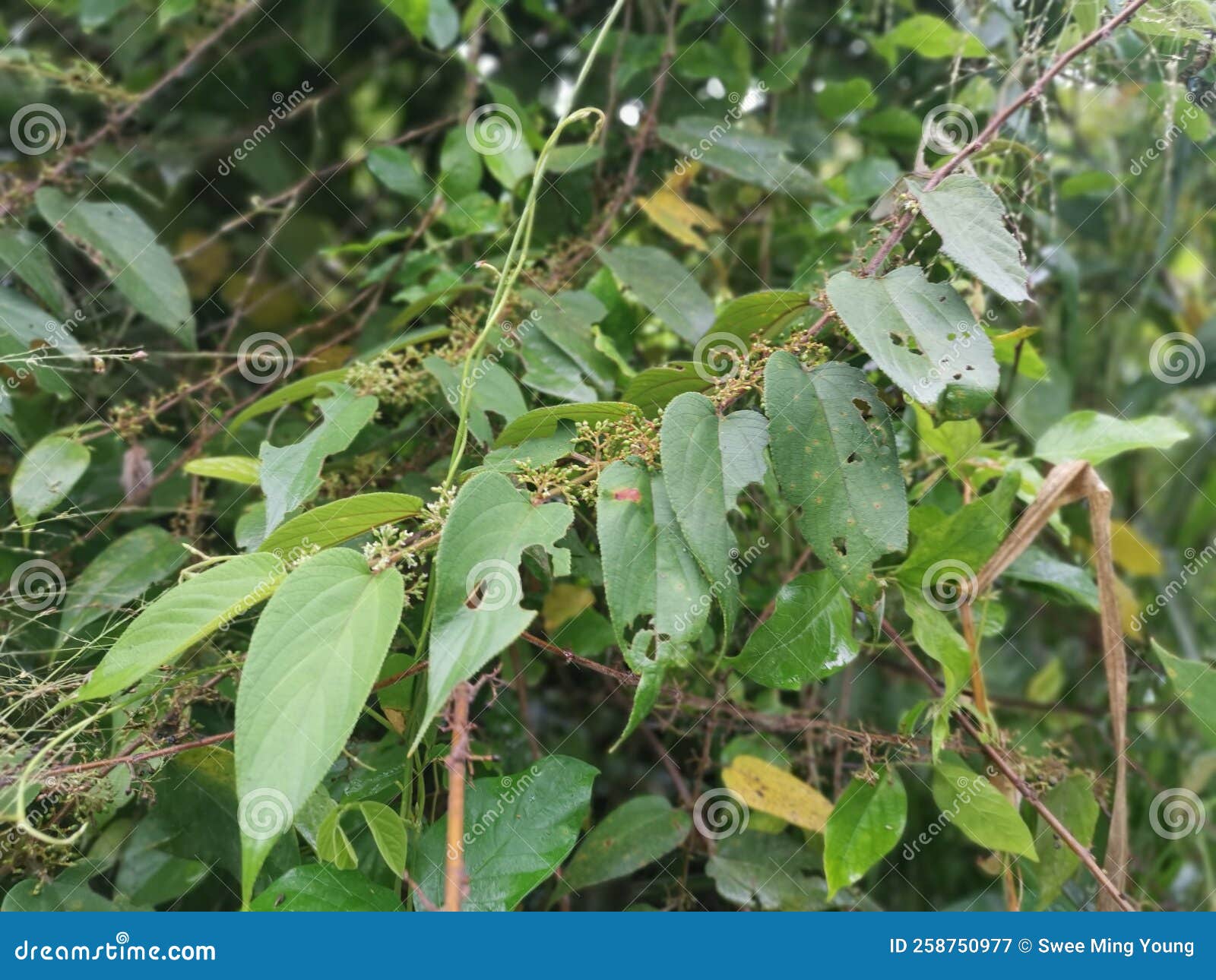 Wild Trema Orientalis Tree Plant in the Forest Stock Image - Image of ...