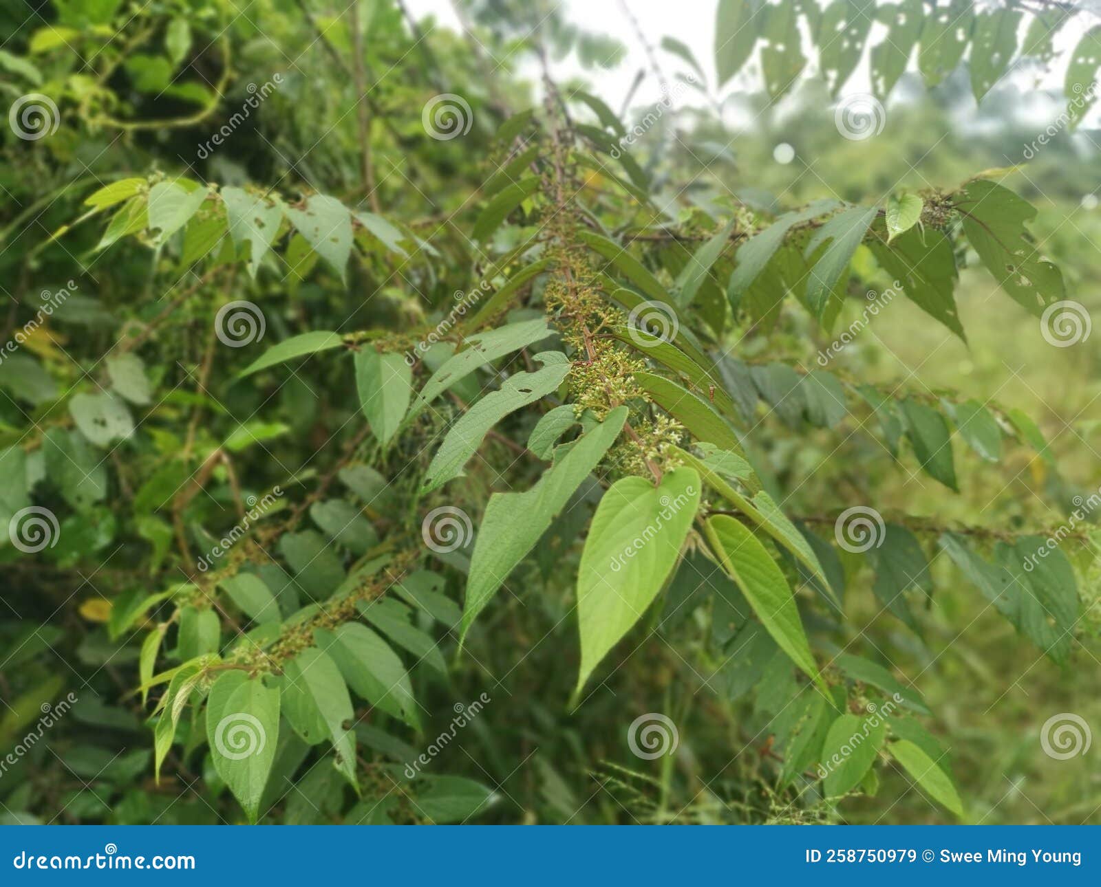 Wild Trema Orientalis Tree Plant in the Forest Stock Image - Image of ...