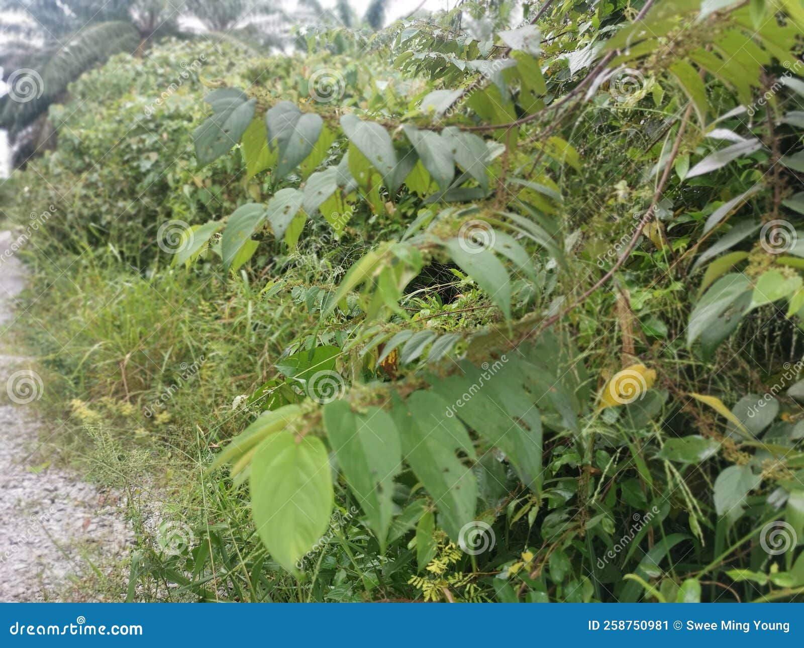 Wild Trema Orientalis Tree Plant in the Forest Stock Image - Image of ...