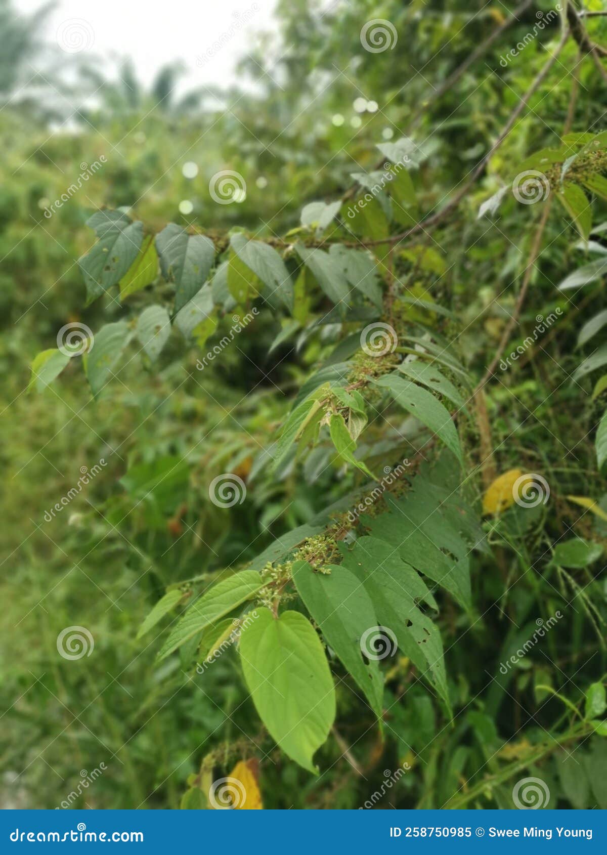 Wild Trema Orientalis Tree Plant in the Forest Stock Image - Image of ...