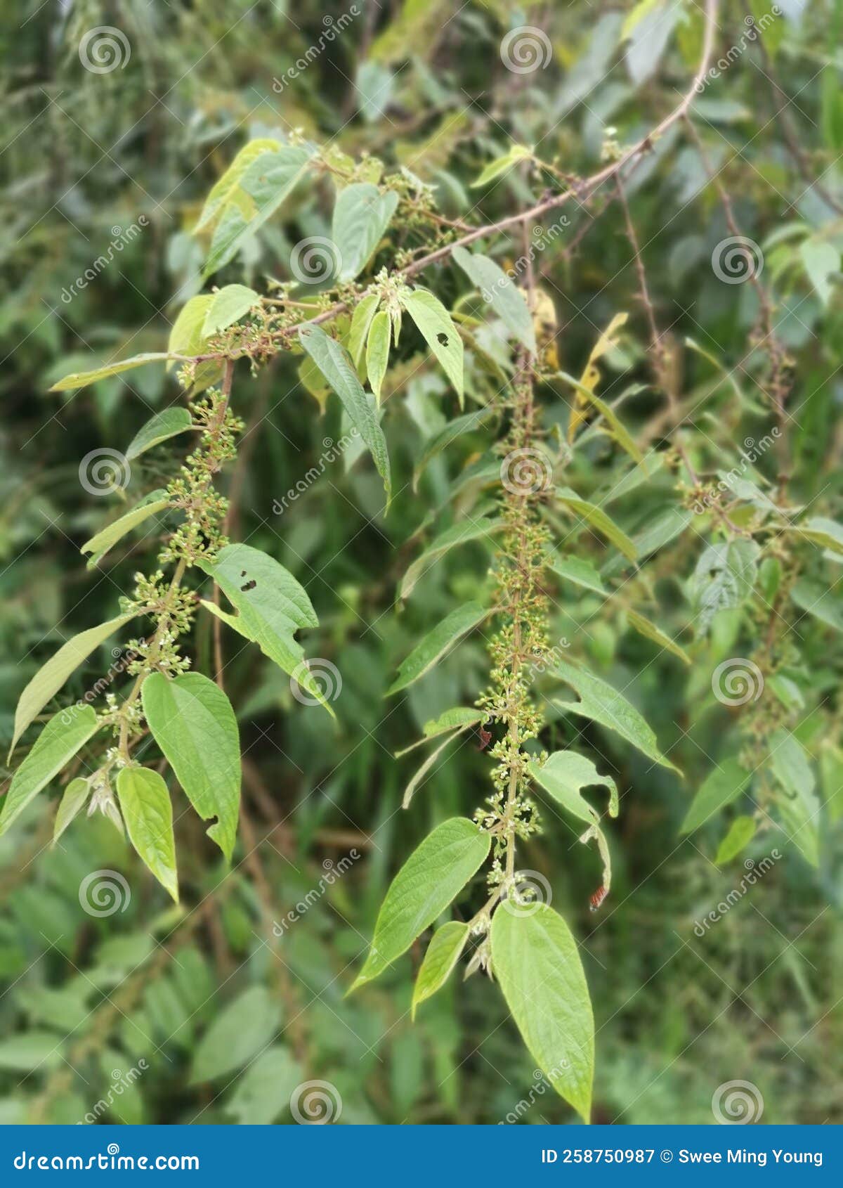 Wild Trema Orientalis Tree Plant In The Forest Stock Photography ...