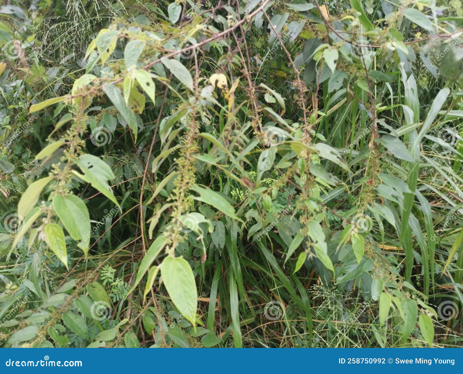 Wild Trema Orientalis Tree Plant in the Forest Stock Photo - Image of ...
