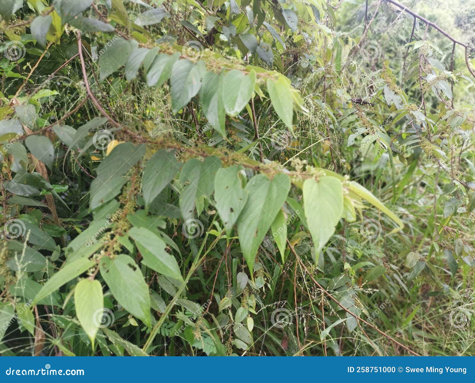 Wild Trema Orientalis Tree Plant in the Forest Stock Photo - Image of ...