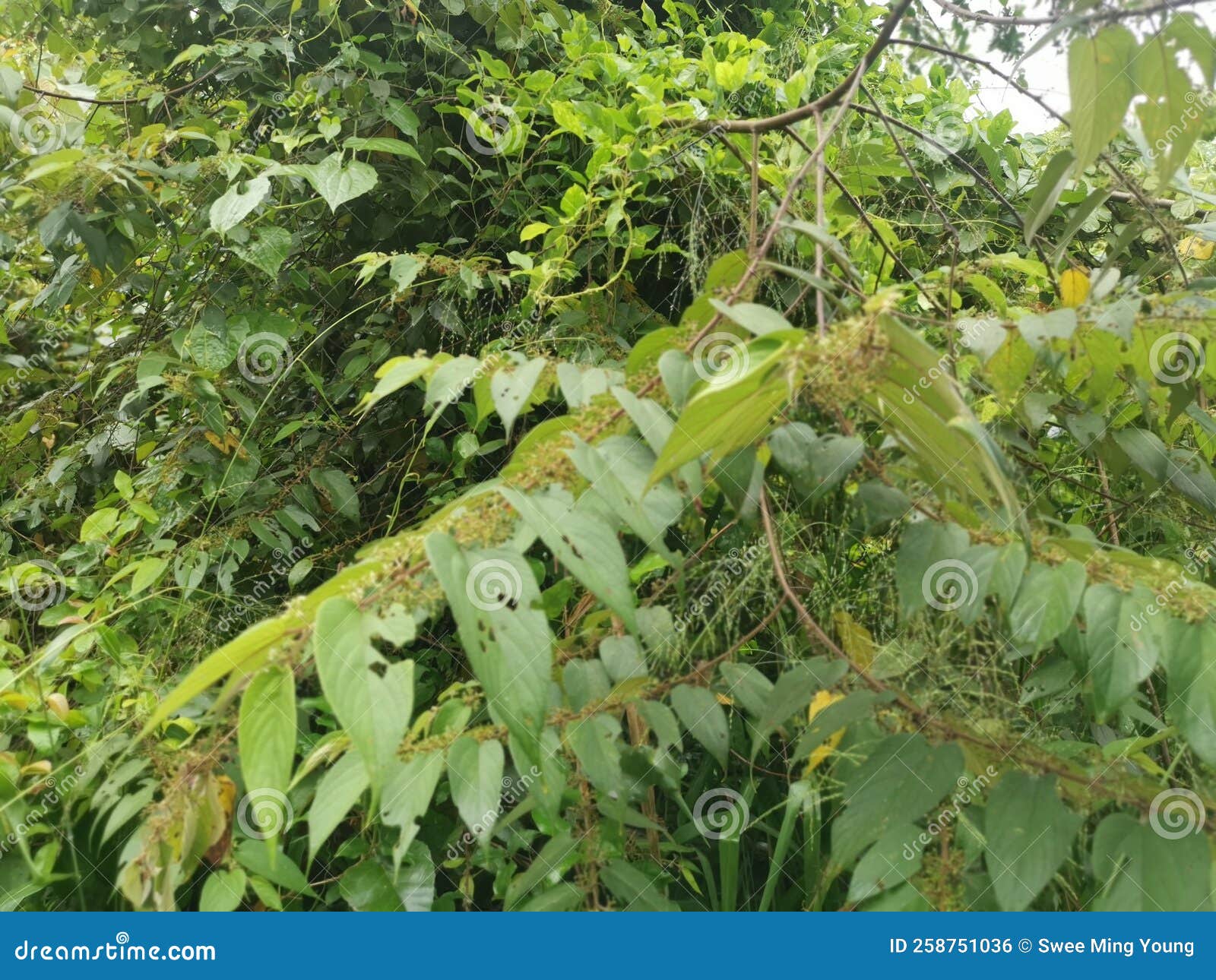 Wild Trema Orientalis Tree Plant in the Forest Stock Photo - Image of ...