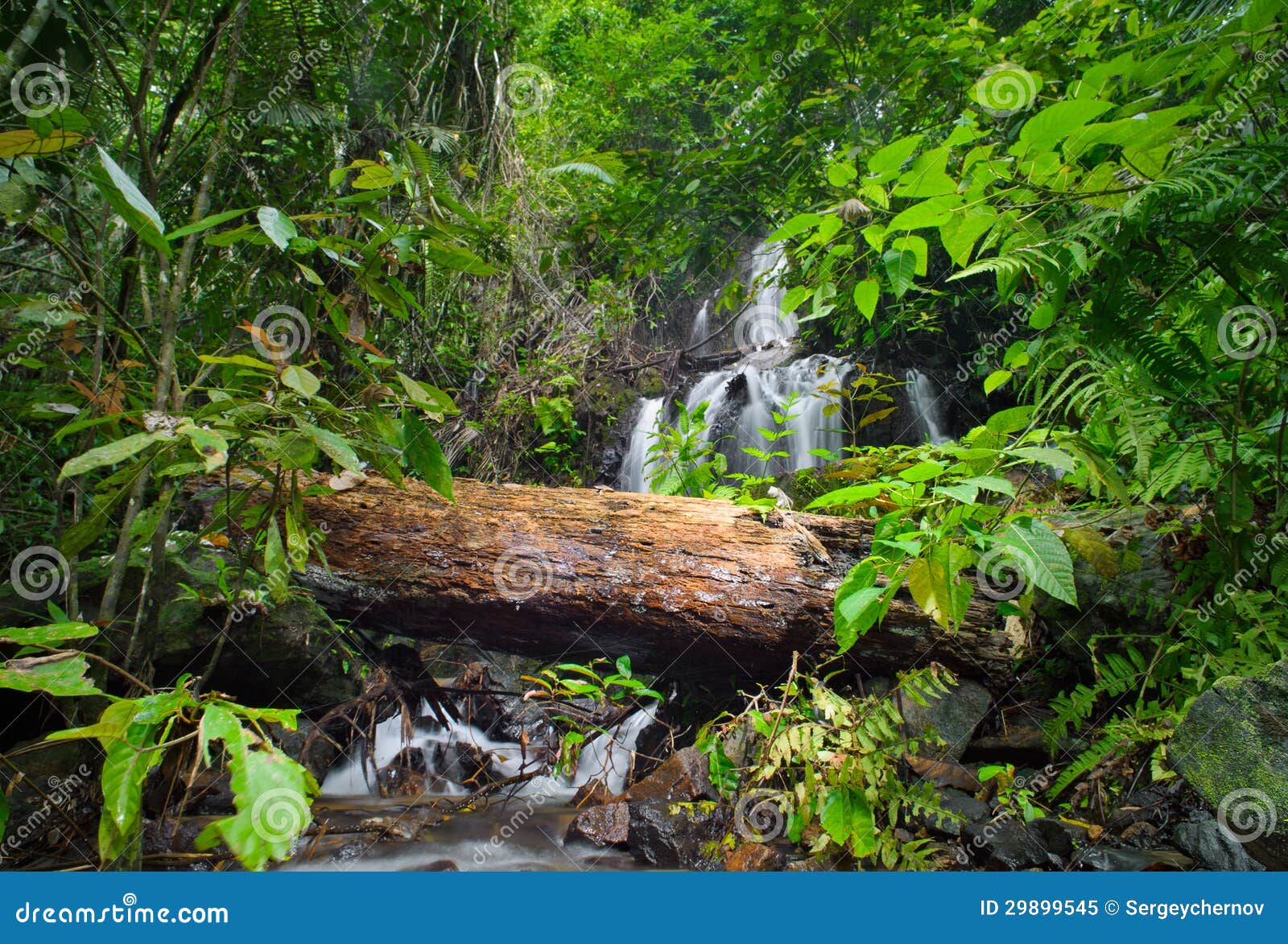 Wild Tropical Forest. Green Foliage and Waterfall Stock Image - Image ...