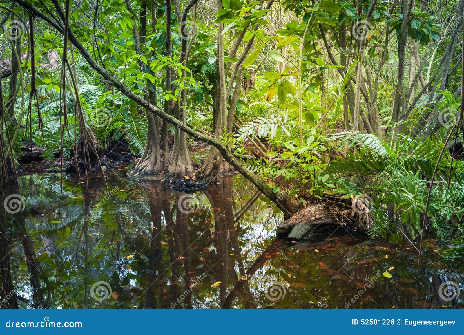 Wild Tropical Forest Landscape with Mangrove Trees Stock Photo - Image ...