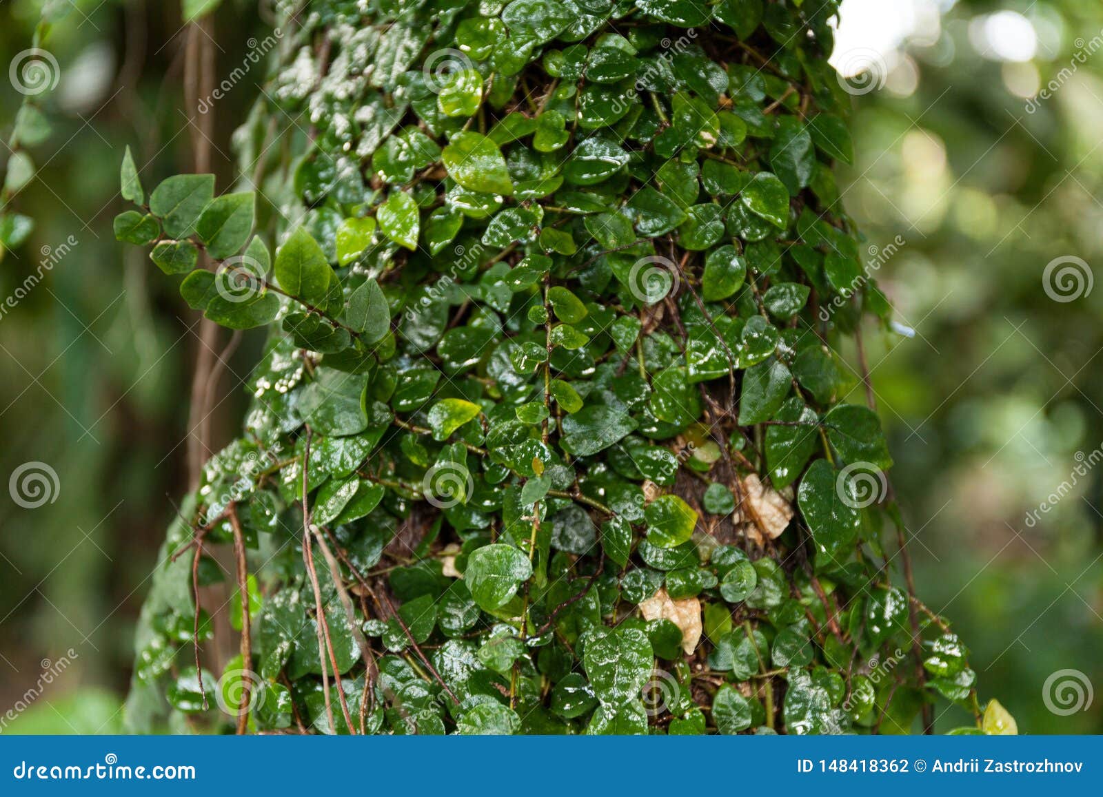 Wild Tropical Green Liana on a Tree Stock Photo - Image of greenery ...