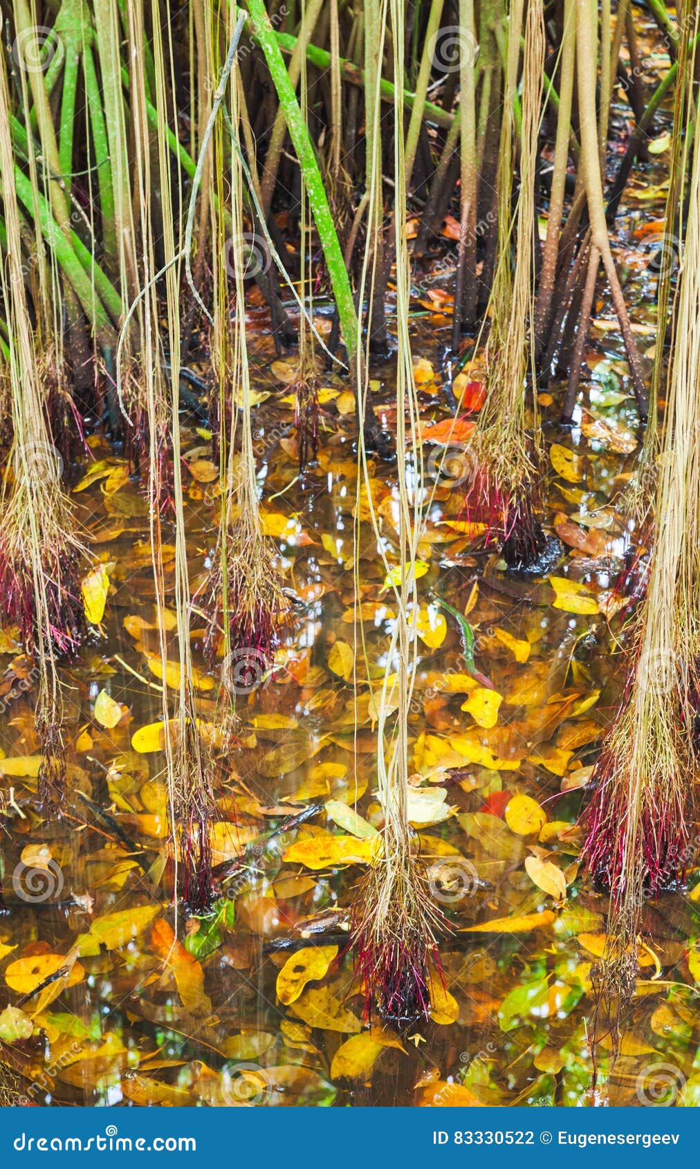 Wild Tropisch Bos, Wortels Van Mangrovebomen Stock Foto - Image of ...