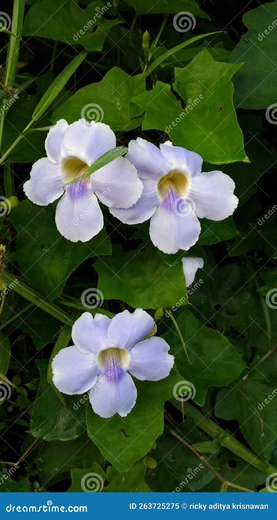 Wild Trumpet Flowers in Tropic Stock Image - Image of flowers, tropic ...