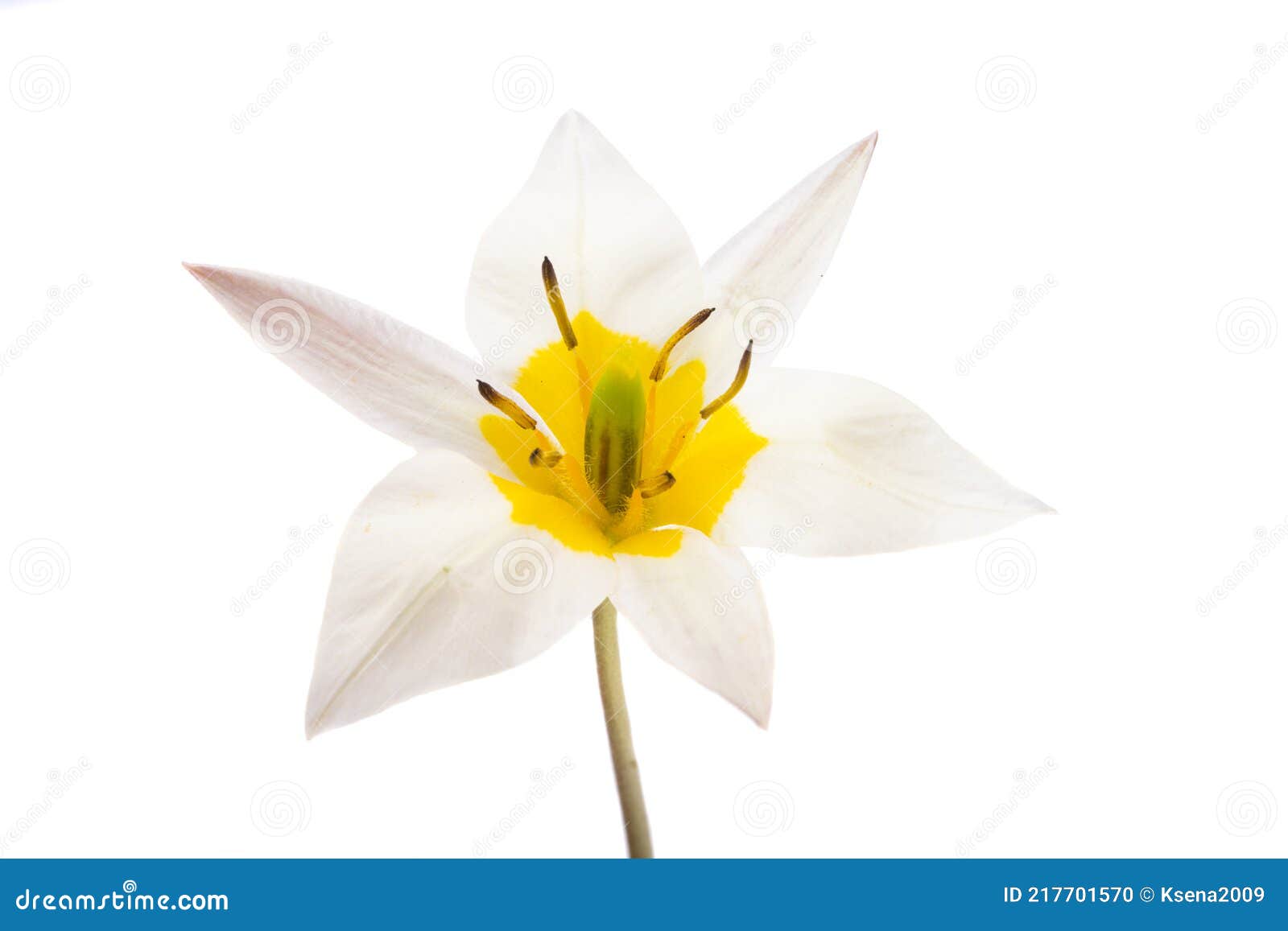 Wild tulip isolated stock photo. Image of beauty, natural - 217701570