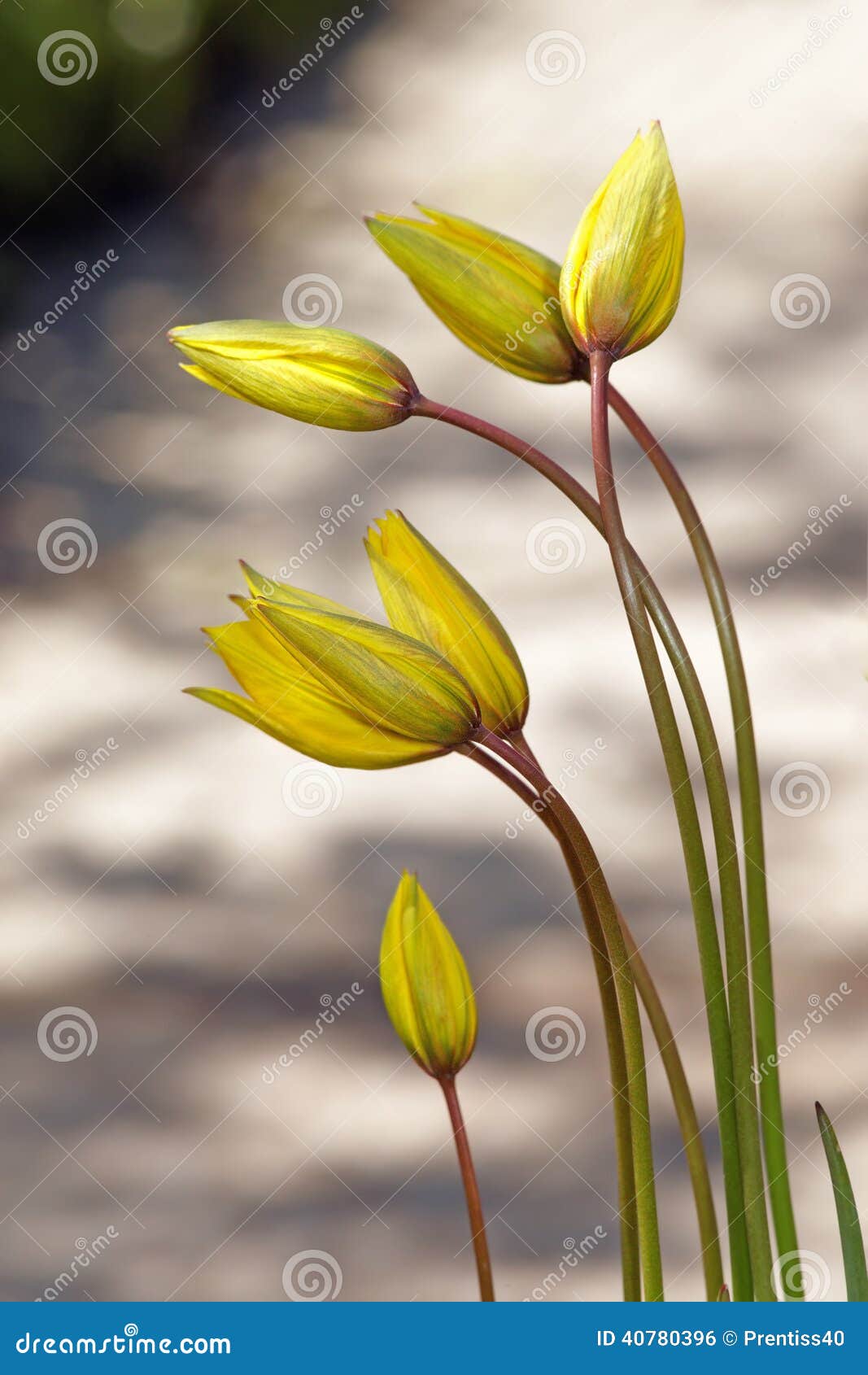 Wild tulips bush stock photo. Image of tulip, garden - 40780396