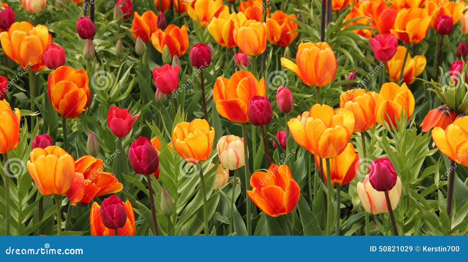Wild Tulips in Red and Yellow Shades Stock Image - Image of plants ...