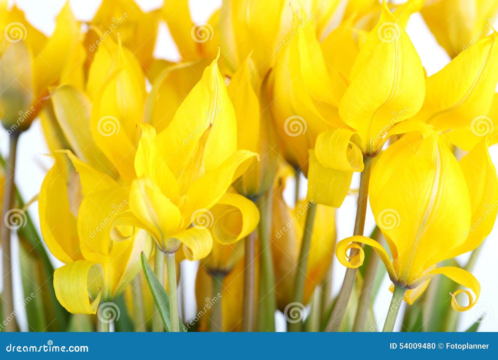 Wild tulpan arkivfoto. Bild av blomma, makro, stängning - 54009480