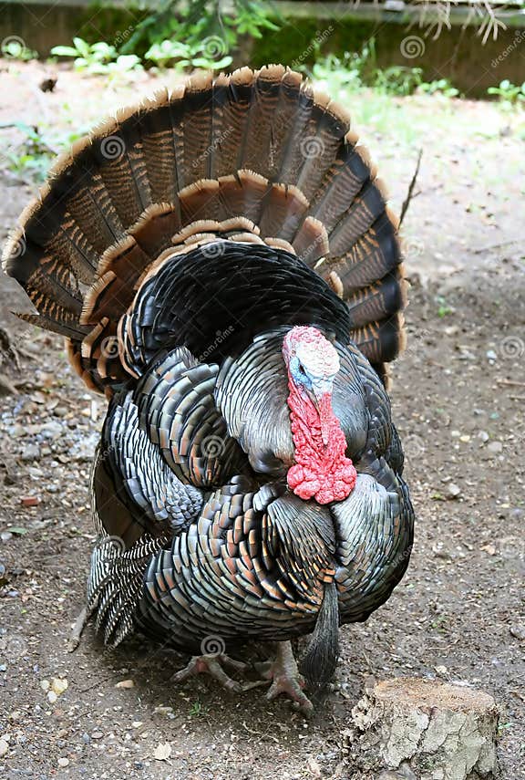 Wild Turkey stock photo. Image of autumn, eastern, avian - 1417300
