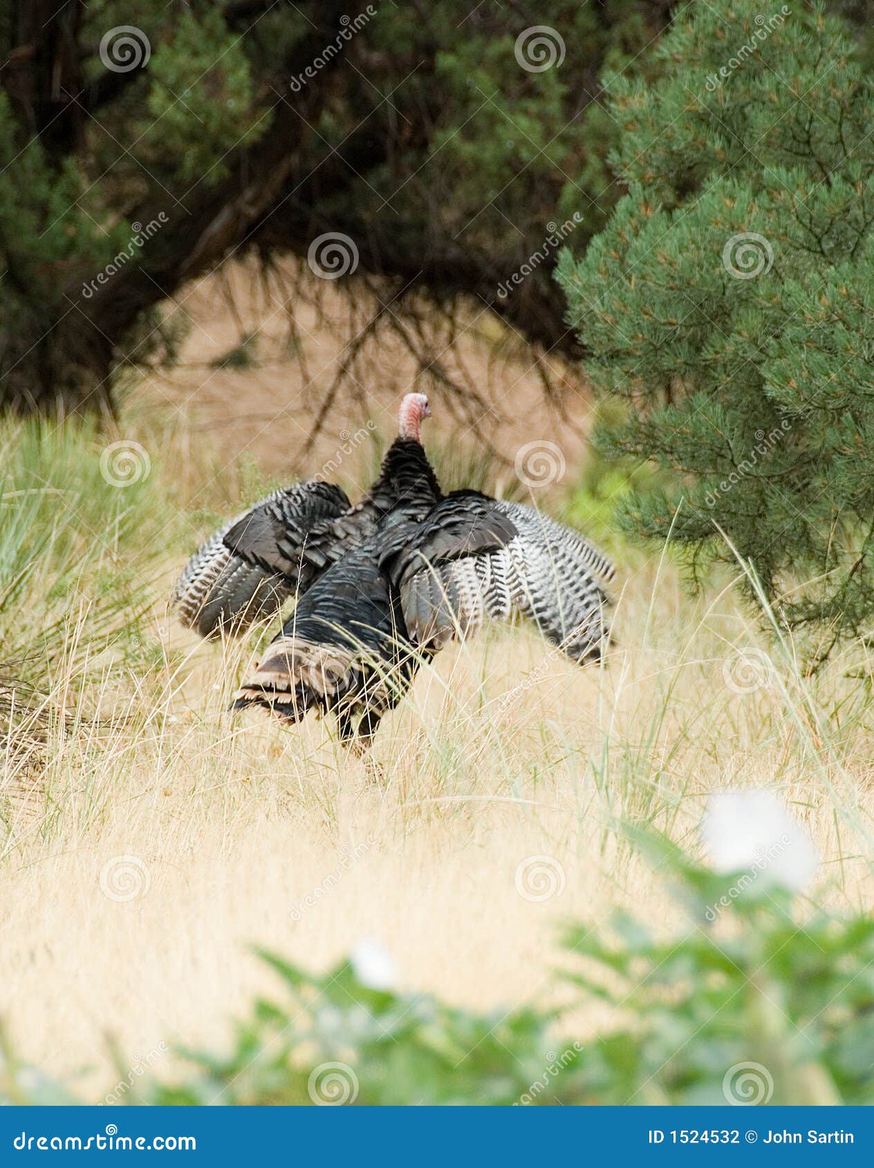 Wild turkey stock photo. Image of bird, forest, gallopavo - 1524532