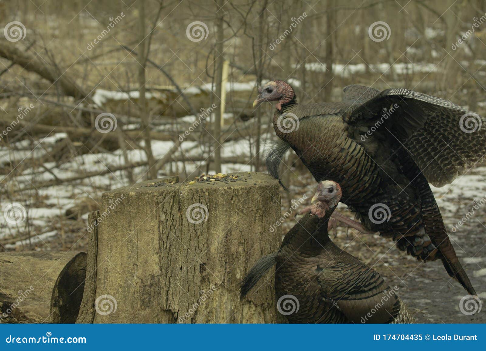 Wild Turkey with Wings Partially Open Stock Image - Image of partially ...