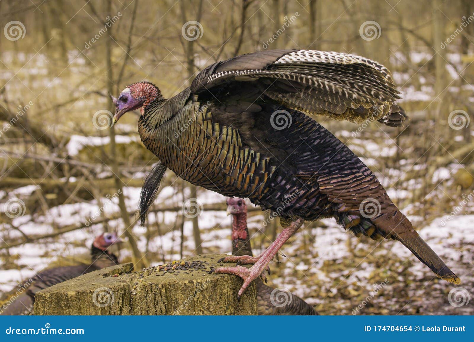 Three Wild Turkeys at the Wood Stump Stock Photo - Image of ontario ...