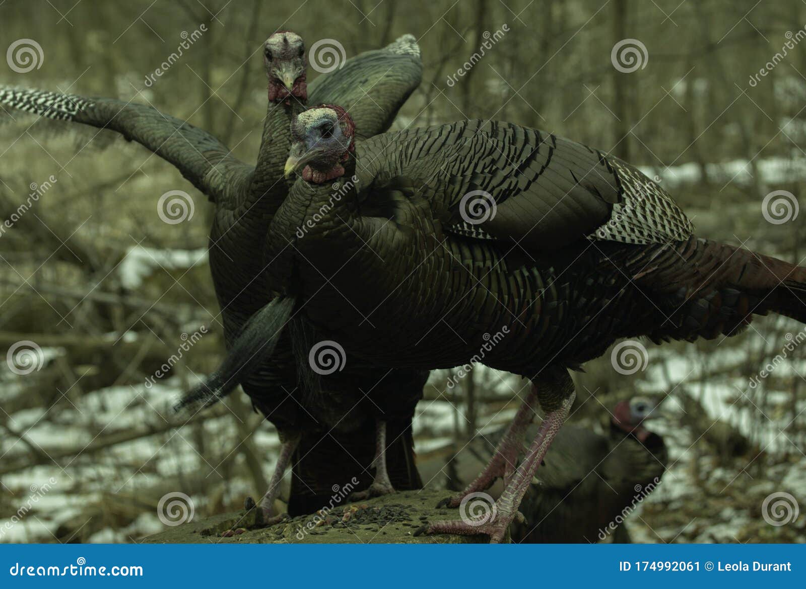 Wild Turkey on a Wood Stump Stock Image - Image of bird, brown: 174992061