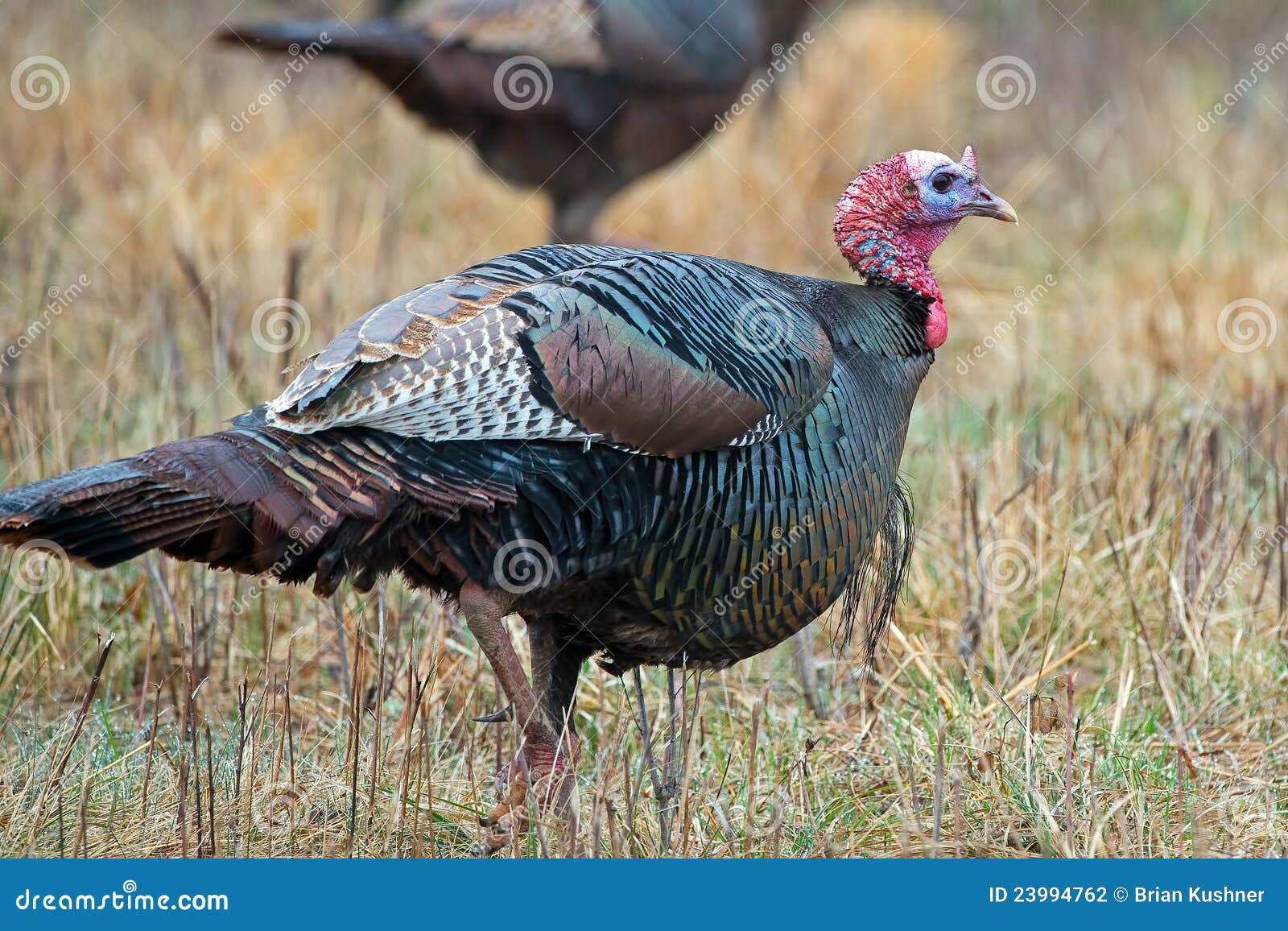 Wild Turkey stock photo. Image of bird, gallopavo, nature - 23994762