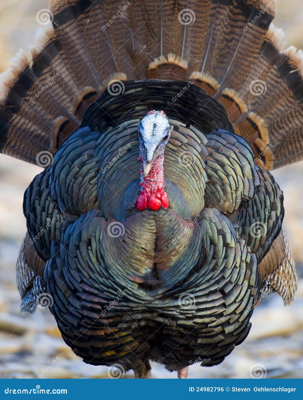 Wild Turkey stock photo. Image of fall, jake, turkeys - 24982796