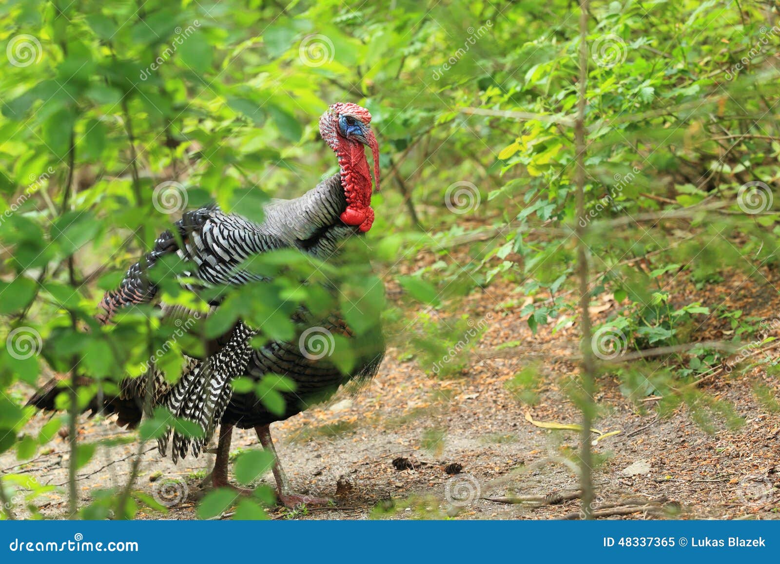 Wild turkey stock image. Image of meleagris, bird, animal - 48337365