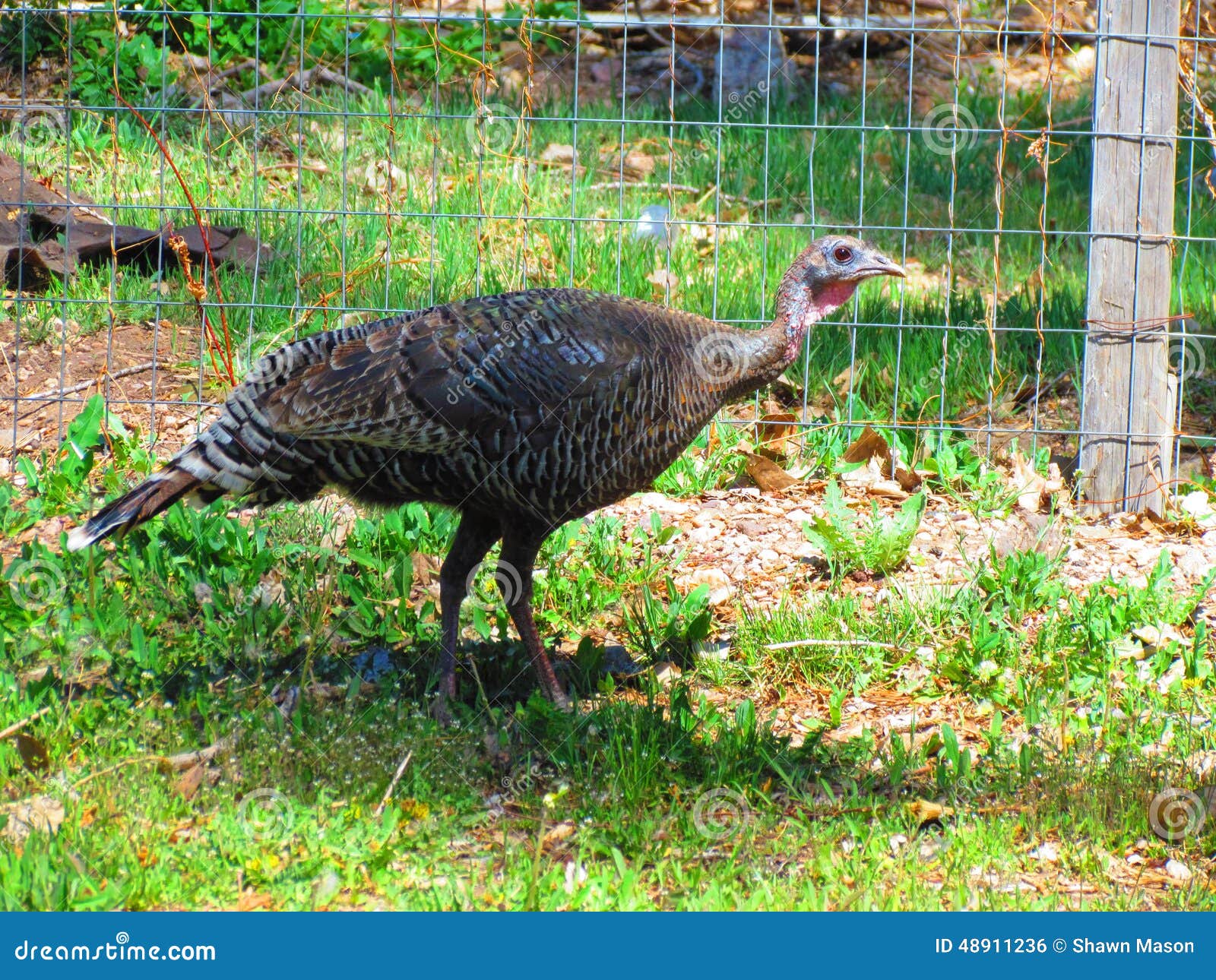 Wild Turkey stock photo. Image of turkey, animal, bird - 48911236