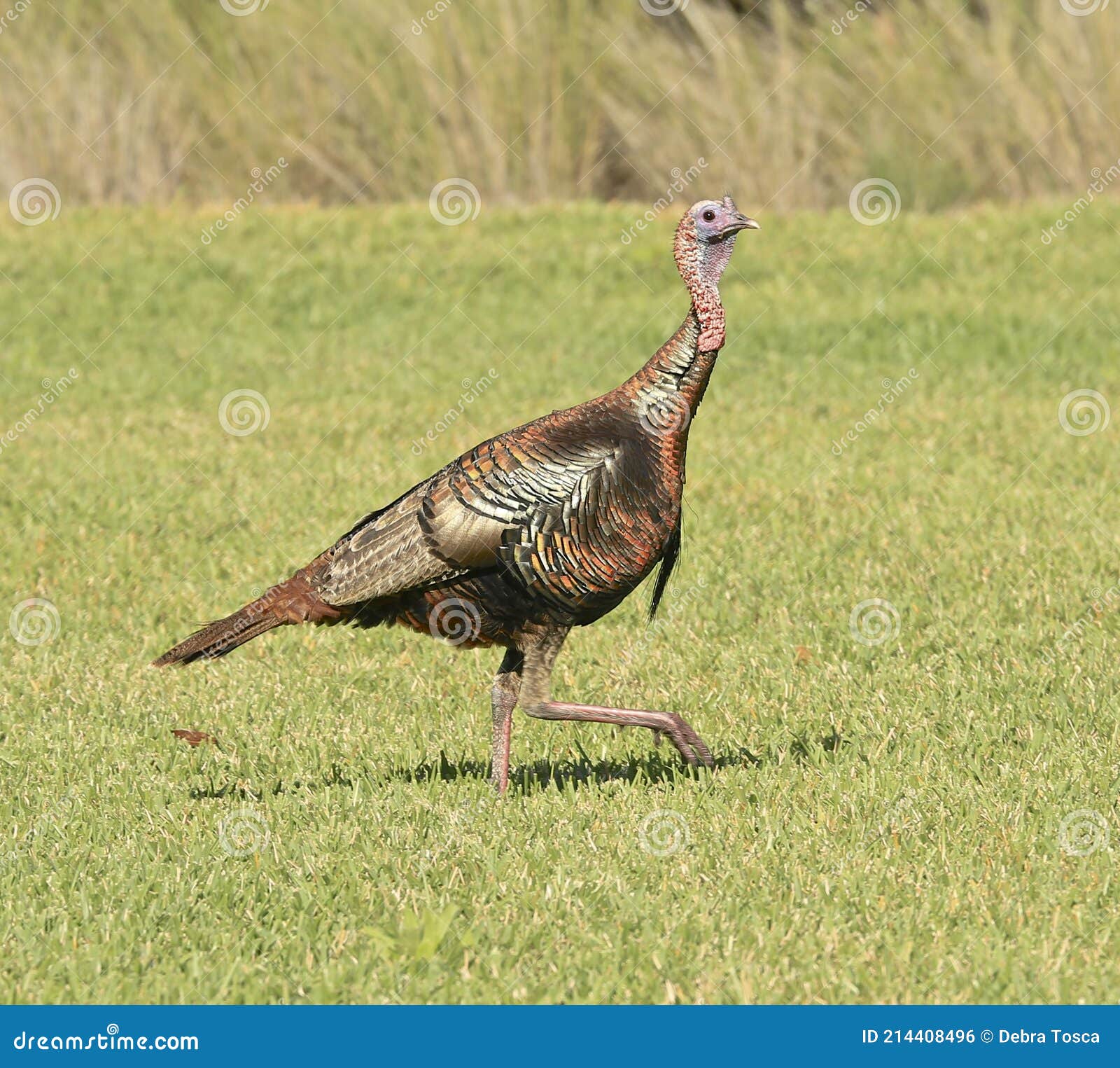 Wild Turkey bird colorful stock photo. Image of grass - 214408496