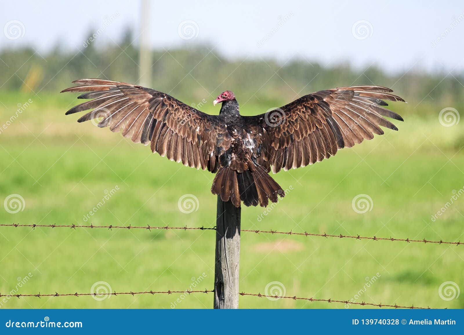 5,241 Buzzard Wings Stock Photos - Free & Royalty-Free Stock Photos ...