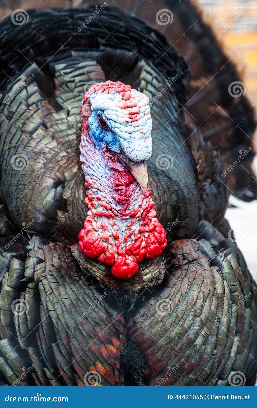 Wild Turkey Closeup stock image. Image of gobble, food - 44421055