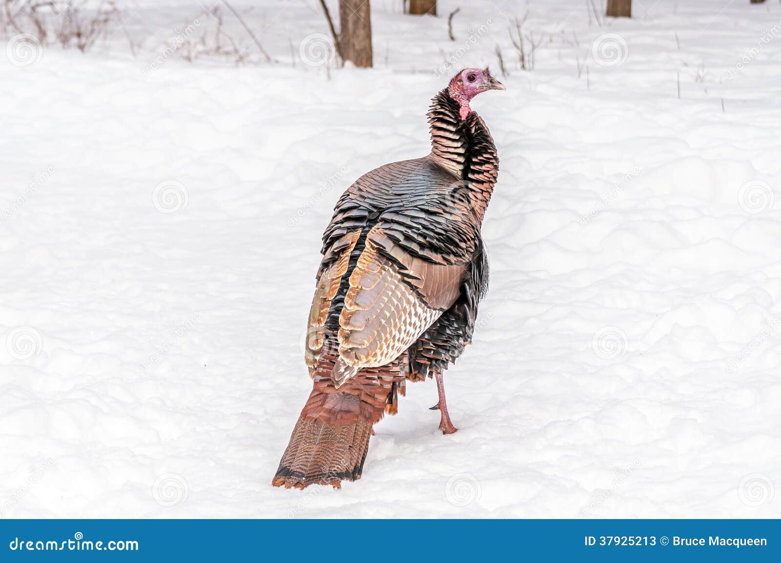 Wild Turkey stock image. Image of nature, turkey, gobbler - 37925213