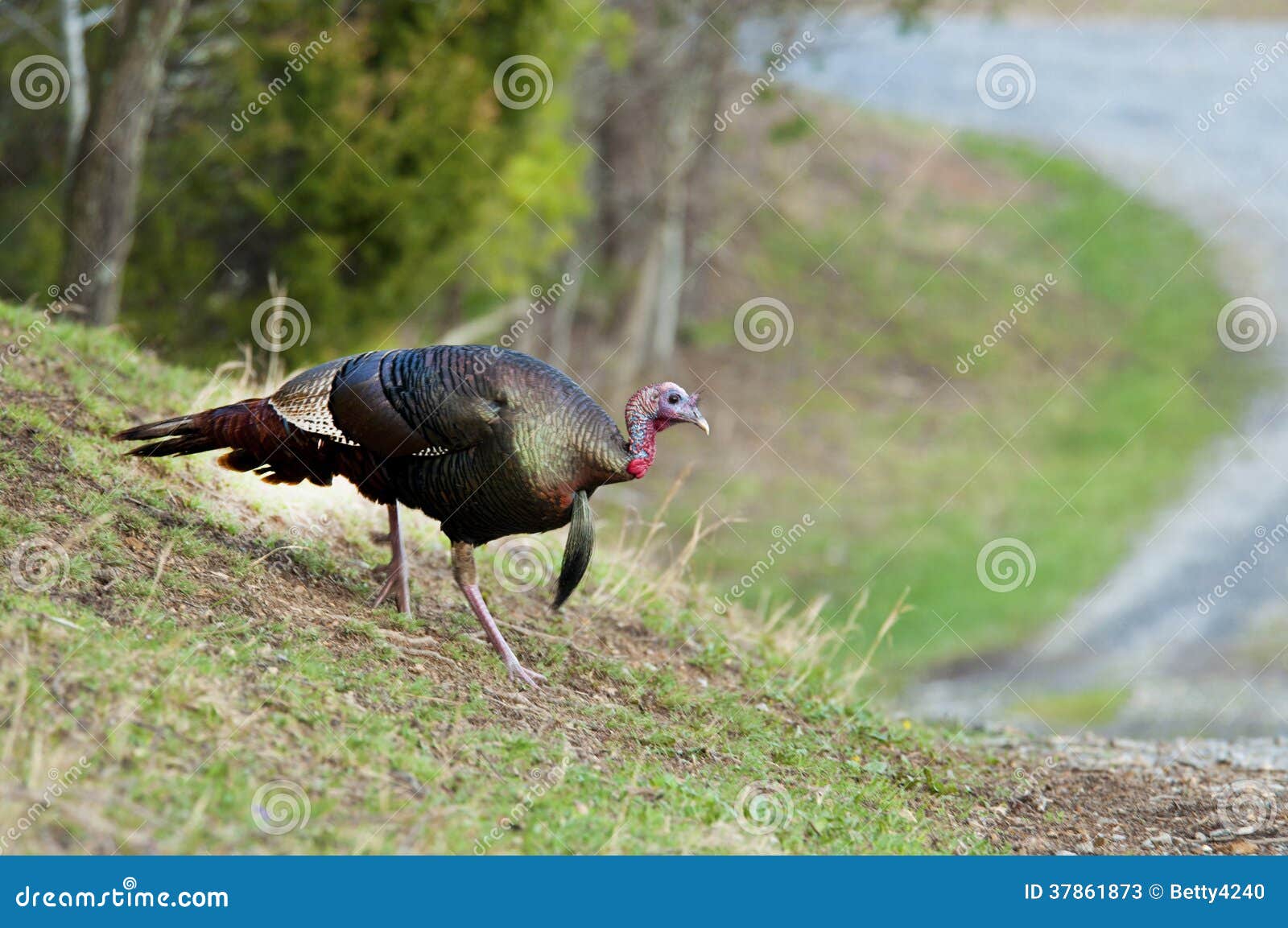 A Wild Turkey Coming in To Eat. Stock Image - Image of gobbling, birds ...