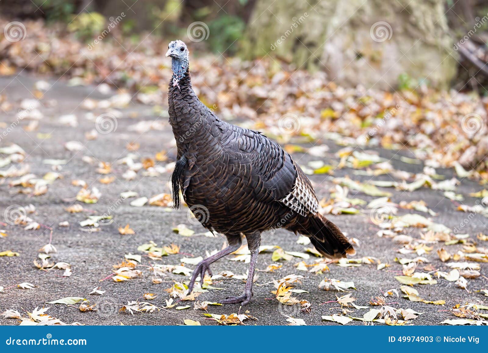 Wild Turkey in Fall Colors stock image. Image of autumn - 49974903