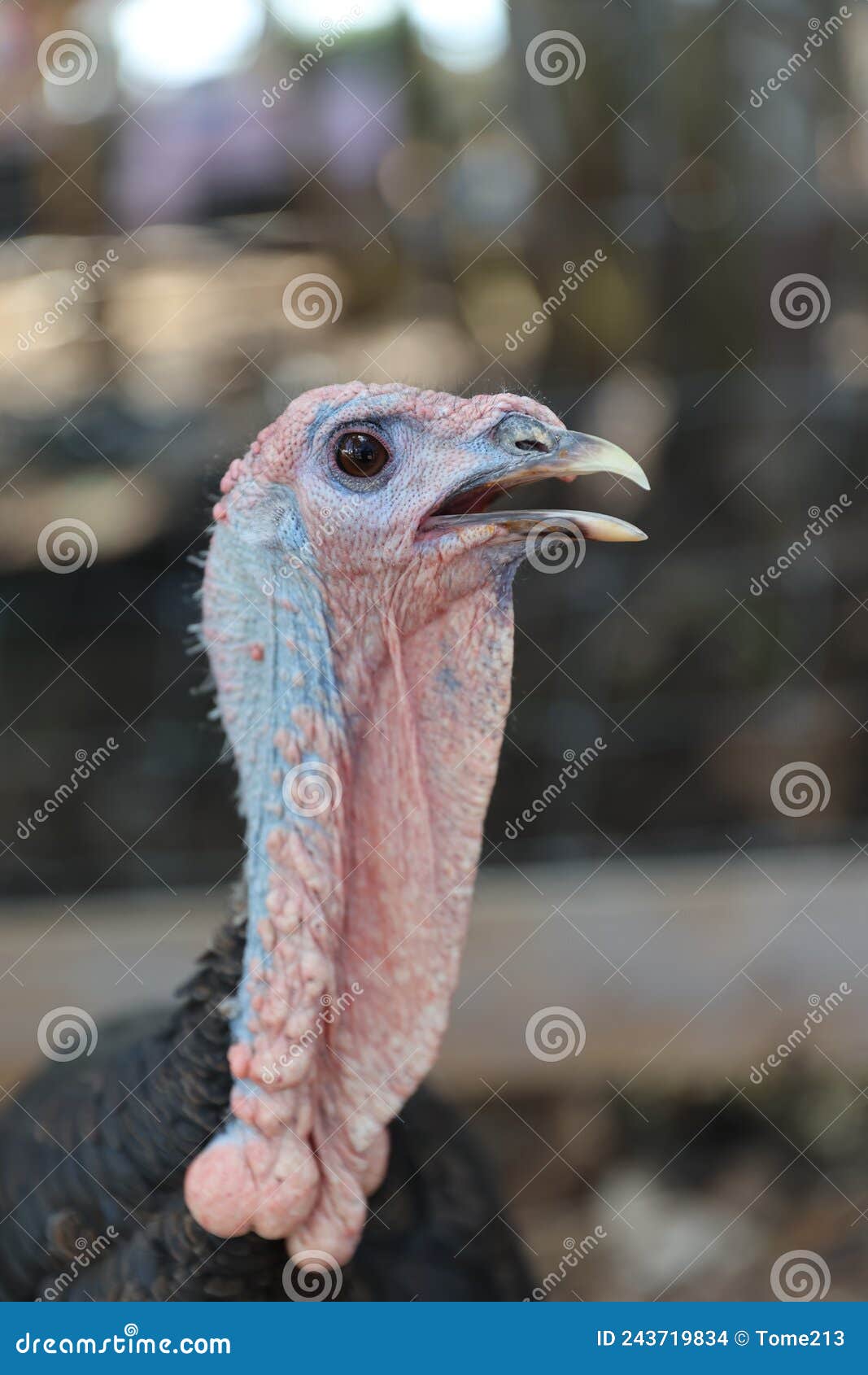 A Large Wild Turkey on a Farm Stock Photo - Image of gallopavo, bird ...