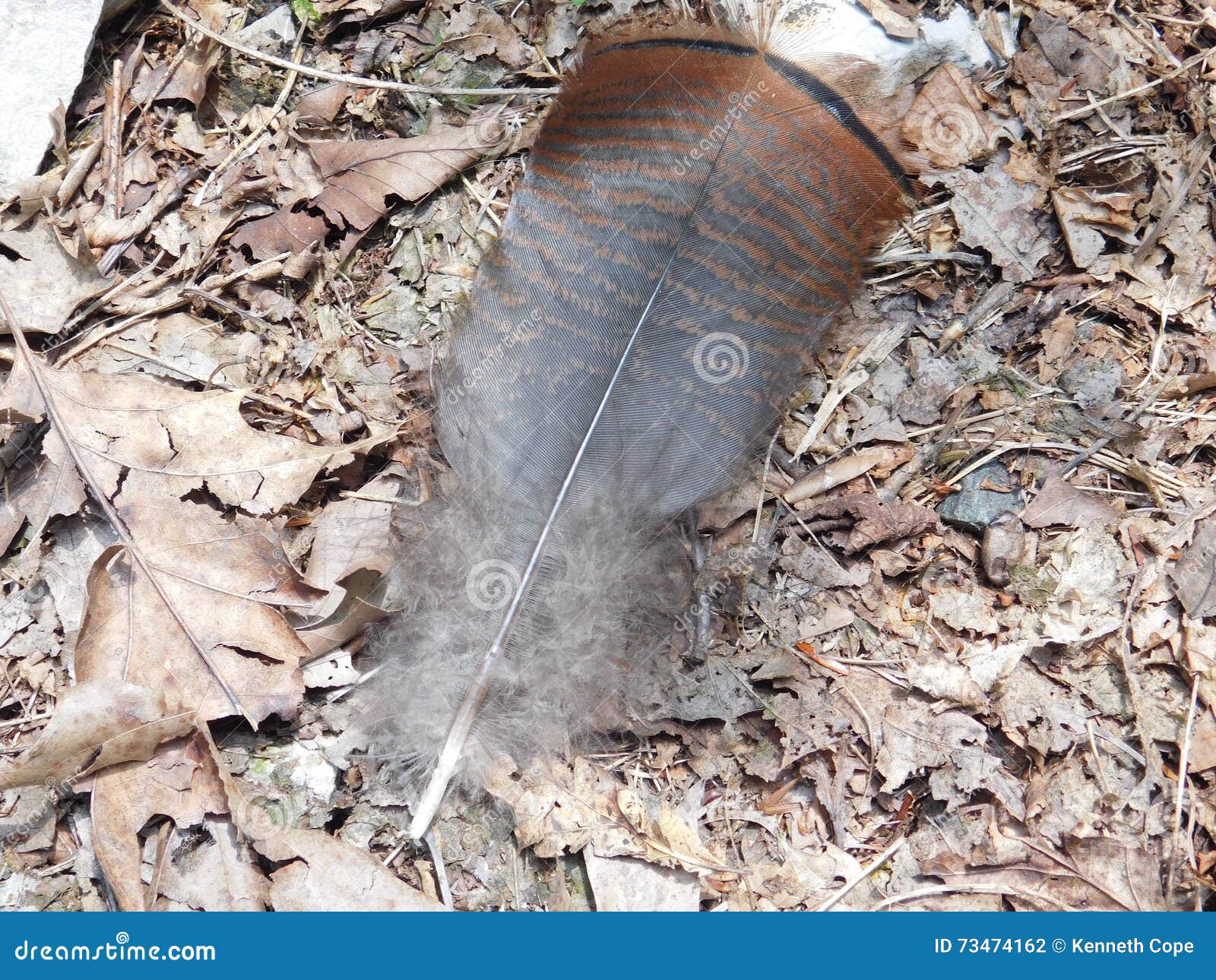 Wild Turkey Feather stock photo. Image of wildlife, north - 73474162