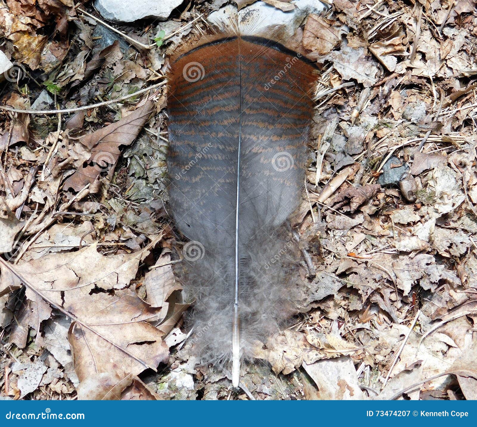 Wild Turkey Feather stock image. Image of ground, plumage - 73474207