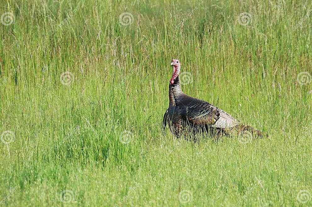 Wild Turkey in a Field stock image. Image of wildlife - 29531517