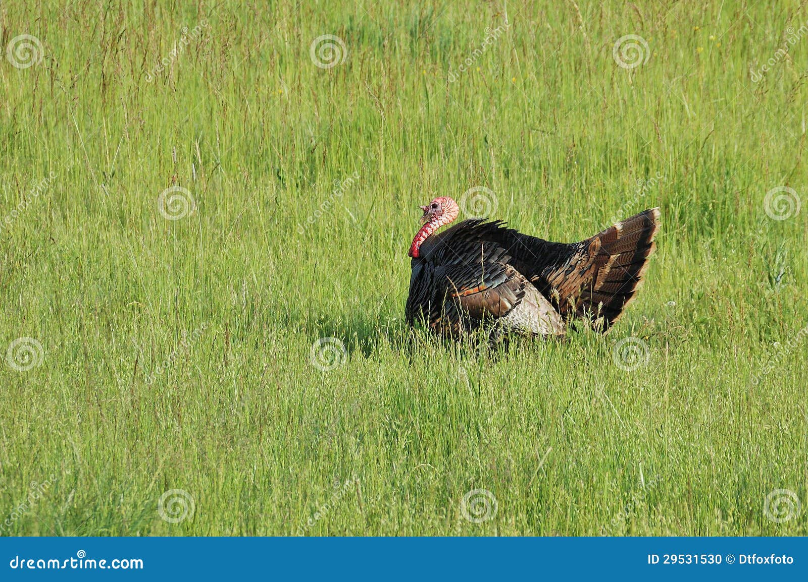 Wild Turkey in a Field stock photo. Image of thanksgiving - 29531530