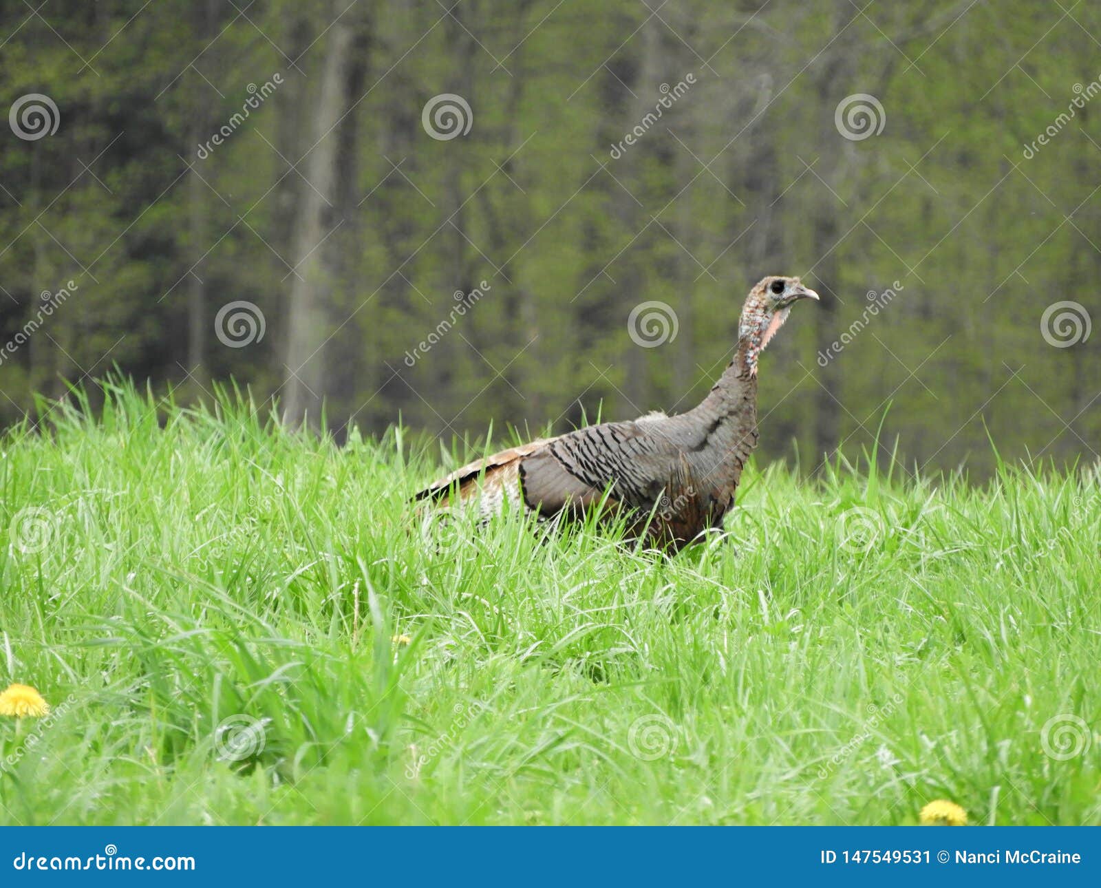 Wild Turkey in Field with Copy Space Stock Image - Image of wandering ...