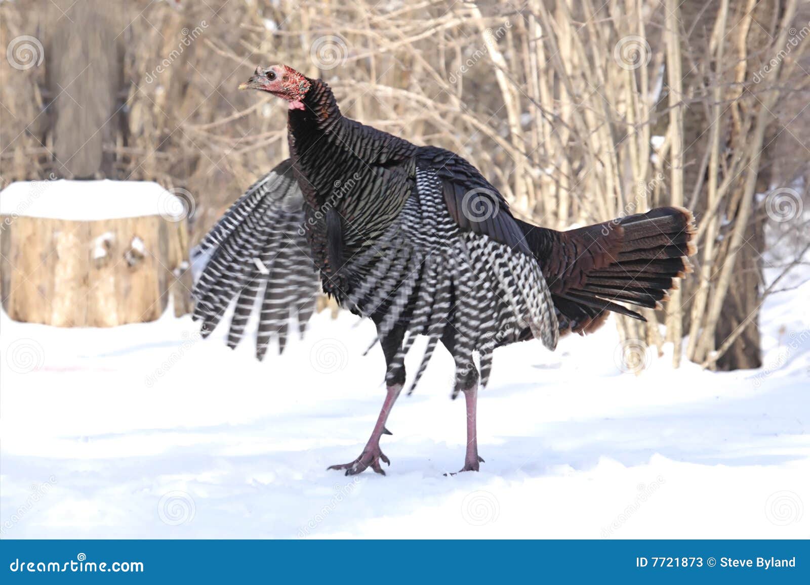 Wild Turkey Flapping Wings stock image. Image of gallopavo - 7721873