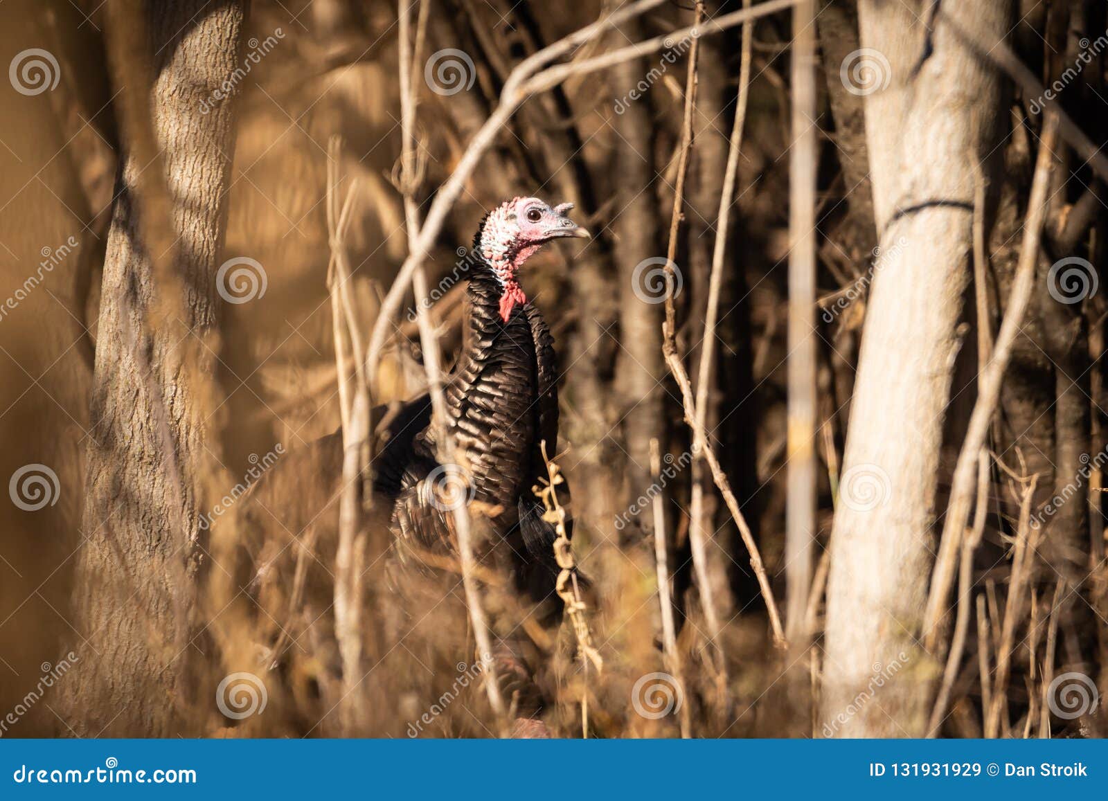 Wild turkey in forest stock image. Image of woods, wildlife - 131931929