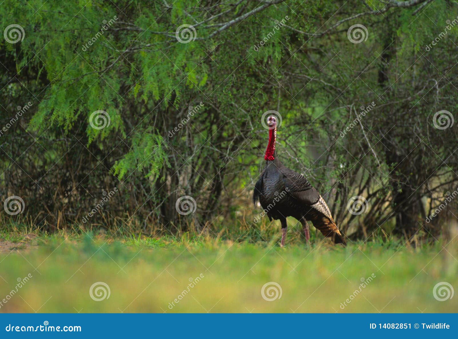 Wild Turkey Gobbler stock image. Image of gamebird, turkey - 14082851