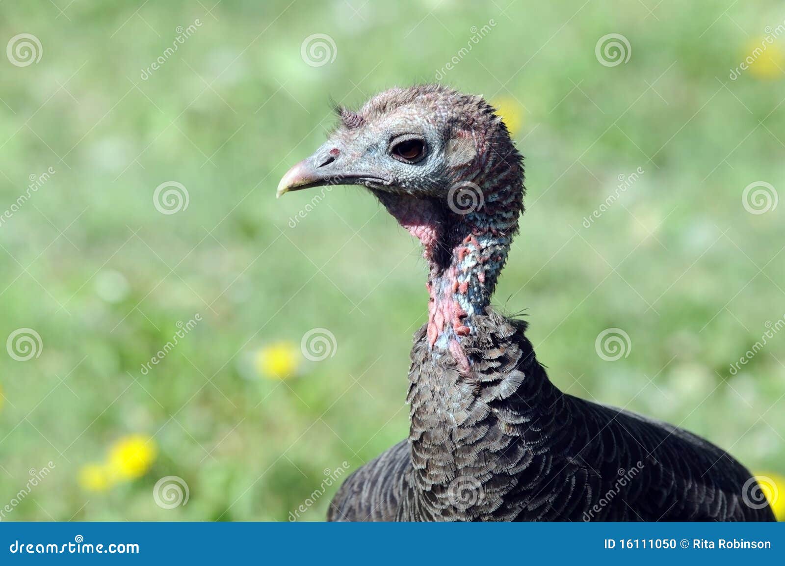 Wild turkey head stock photo. Image of environment, outdoors - 16111050
